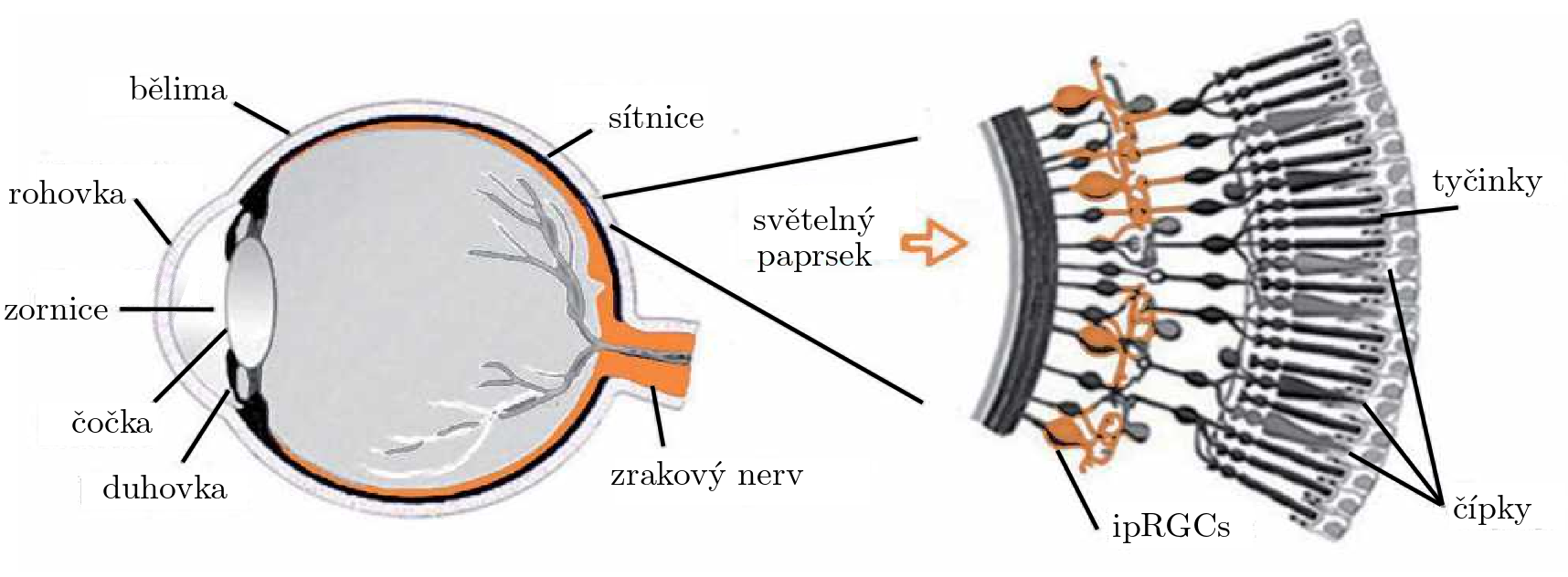 Lidské oko a jeho části | svitimprotebe.cz | Plnospektrální osvětlení